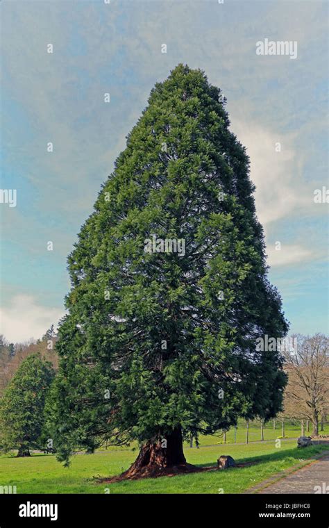 Fossil Sequoia Hi Res Stock Photography And Images Alamy