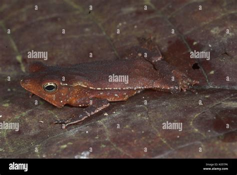Dead Leaf Toad Bufo Margaritifer Complex Iquitos Peru Jungle