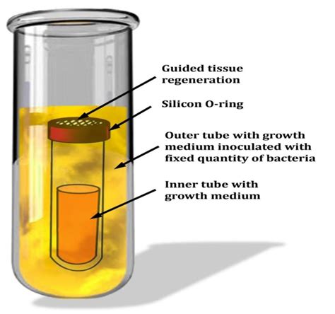 Schematic Representation Of The In Vitro Experimental Setup For The