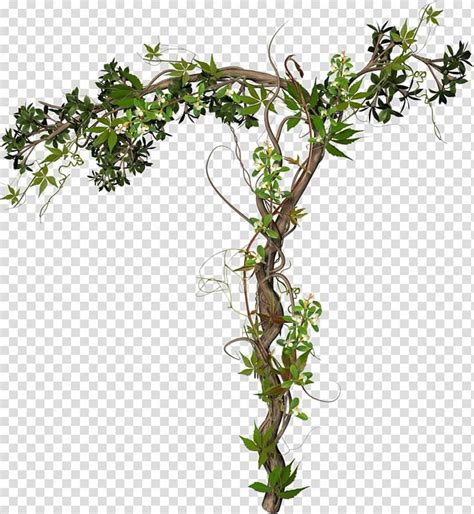 Green Leaf Tree Digital Illustration With Transparent Background