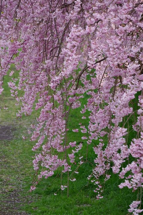 枝垂桜 細見綾子・沢木欣一 俳句アーカイブ