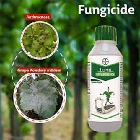 Fungicides Powder Product At ₹ 120 Kg Vapi Id 2853600232262