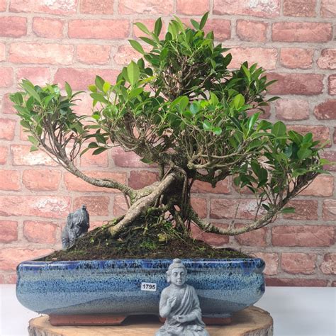 Ficus Microcarpa Banyan Fig Large Indoor Bonsai Tree Shaped In 3