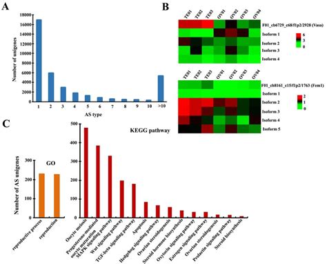Alternative Splicing As Analysis Of The Full Length Gonad
