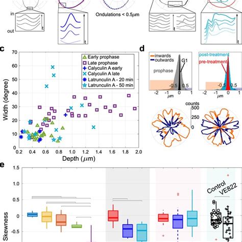Late G2 And Prophase Deformations Are Dominated By Inwards
