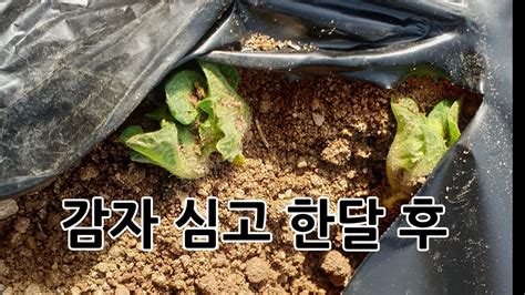 2023년 감자 심고 한달후에 할 일 감자싹 꺼내기 youtube