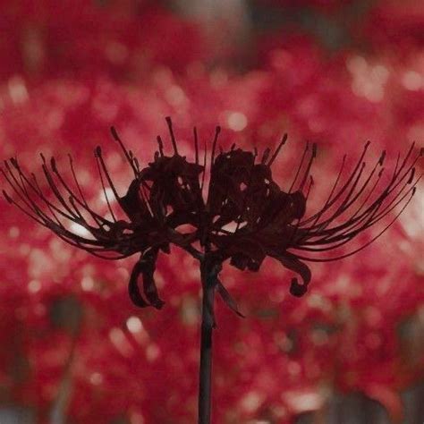 Miyako Saito Wiki Demon Slayer Kimetsu No Yaiba Amino