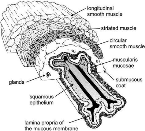 Mucous Membrane Structure Location Functions Disorders