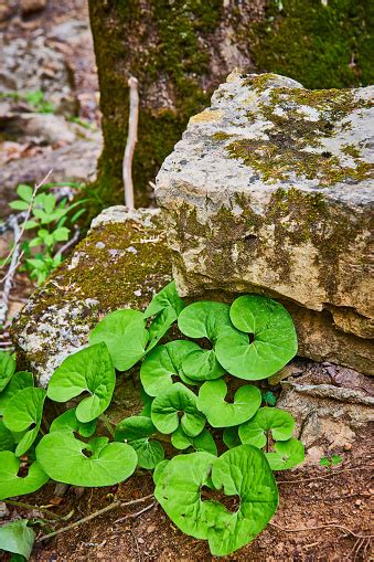 숲의 나무 줄기 근처에서 녹색 이끼로 덮인 석회암 옆에서 자라는 야생 생강 0명에 대한 스톡 사진 및 기타 이미지 0명