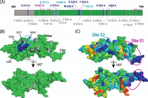 Localization Of Heterodimerization Site S1 And Exo1 Ntg2 Interaction Download Scientific