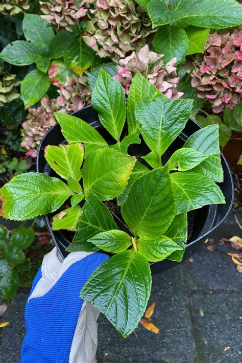 Fall Is The Best Time To Take Hydrangea Cuttings Heres How To Do It