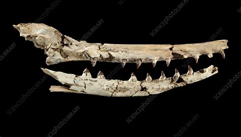 Fossil Whale Skull Stock Image C028 7600 Science Photo Library