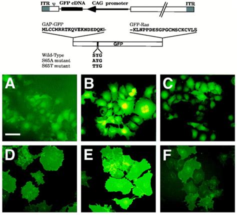 Gene Expression Gfp At Claire Hawes Blog