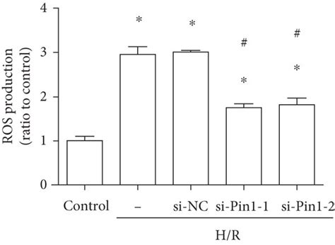 Pin1 Silence Decreased Oxidative Stress Induced By H R In Vitro The