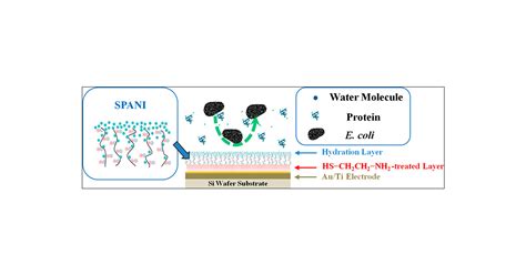 Sulfonated Polyaniline As Zwitterionic And Conductive Interfaces For