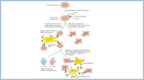 T CELL TYPES PPTX