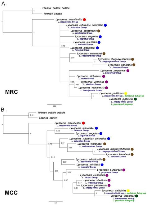 Phylogenies Inferred From Bayesian Inference A The 50 Majority Rule