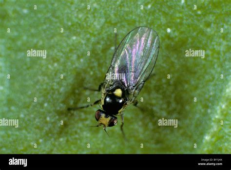 Are Leafminers A Risk To The Australian Grains Industry