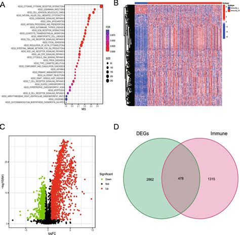 The Functional Annotation Of The Immune Gene Subtype Was Determined