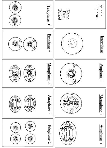 Skills Worksheet Science Skills Meiosis Answers
