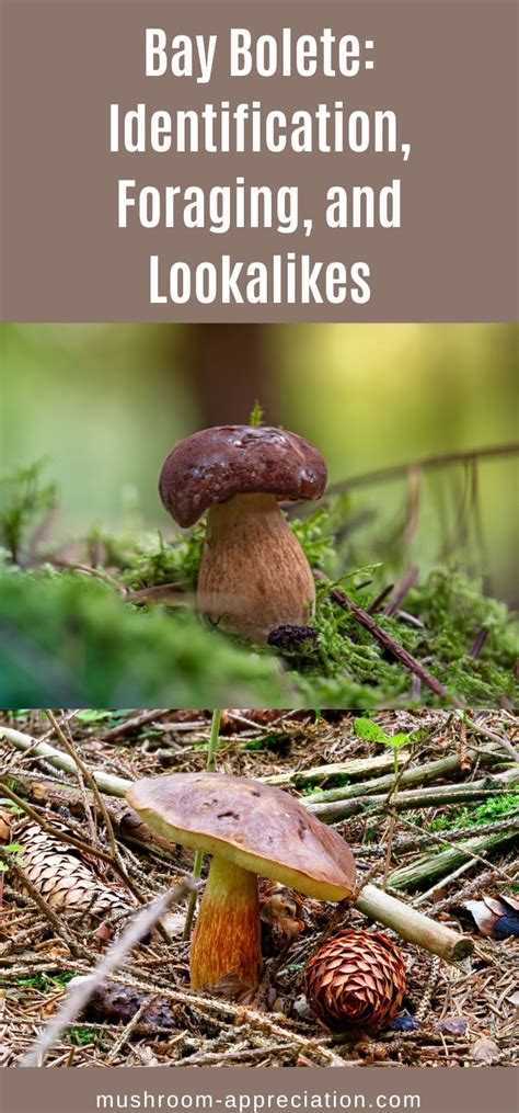 Bay Bolete Identification Foraging And Lookalikes Mushroom