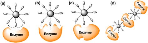 Proposed Binding Models Accounting For The Multivalent Effect A Bind