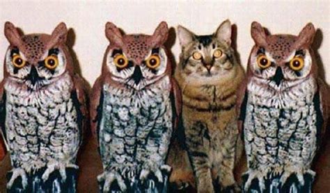 One Of These Things Clearly Does Not Belong Here 38 Pics