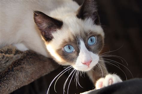 What Is Snowshoe Siamese At Declan Thwaites Blog