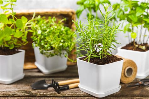 신선한 향기로운 허브가 담긴 화분 밝은 배경에 화분에서 자라는 모듬 신선한 허브 클로즈업 로즈마리 바질 민트 백리향 오레가노