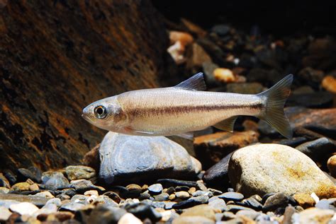 十八養場 【雞場小夥伴】candidia Barbata 臺灣鬚鱲 臺灣馬口魚 🐟 🐟臺灣鬚鱲是臺灣特有種淡水魚 背部呈灰褐色，腹部則為
