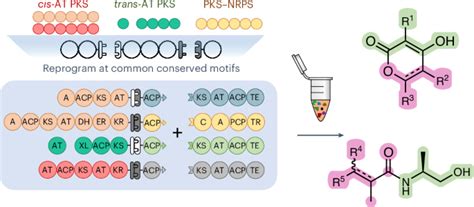 Plug And Play Engineering Of Modular Polyketide Synthases Nature