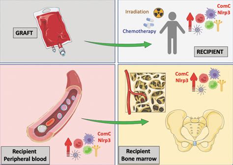 Myeloablative Conditioning For Transplantation Induces State Of Sterile