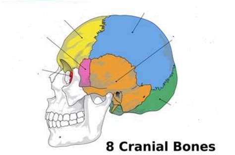 8 Cranial Bones Diagram Quizlet