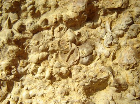 Found My First Trilobite Fossil Hunting Trips The Fossil Forum