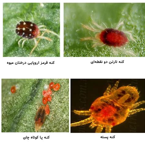 کنه کش پروپارژیت مبتکر اندیشان
