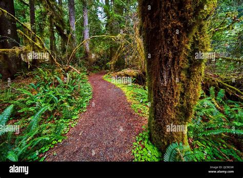 Simple Hiking Trail Through Forest With Detail Of Trunk Covered In Moss Stock Photo Alamy