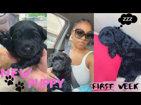 Black Miniature Goldendoodle