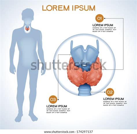 Thyroid Model Over 798 Royalty Free Licensable Stock Illustrations Drawings Shutterstock