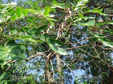 Tipuana Tipuana Tree Tiputree Tipu Tree Tipa Blanca Yellow Plant Leaves Plants Garden