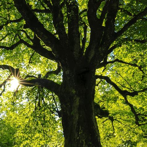 Best Trees For Capturing Carbon And Combating Climate Change