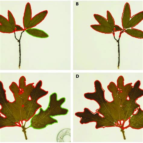 Pdf Leafmachine Using Machine Learning To Automate Leaf Trait Extraction From Digitized