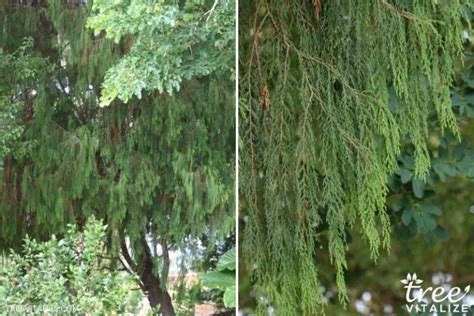 14 Different Types Of Cypress Trees Their Identifying Features
