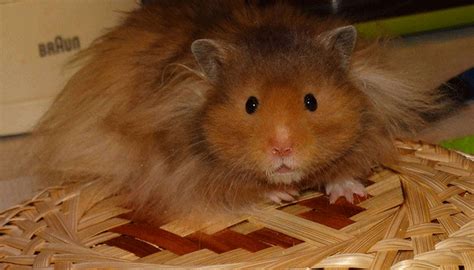Сирийский хомяк описание породы уход и содержание в домашних условиях