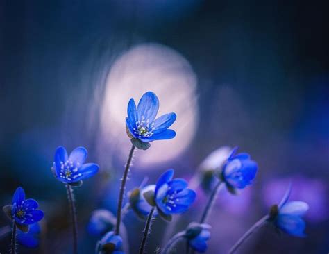 Jeanette On X Flowers Photography Spring Time Spring