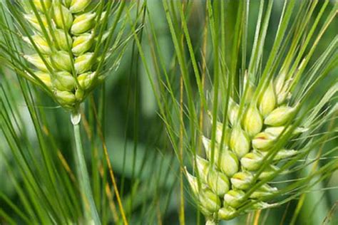 Beneo Announces Extension Of Its Fibre Portfolio With Barley Beta Glucans Indias 1st Monthly