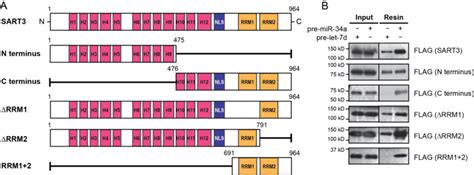 C Terminal Rrms Are Necessary For Specific Pre Mir 34a Binding A Download Scientific Diagram