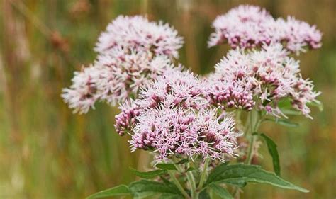 4 Health Benefits Of Valerian Root Valeriana Officinalis