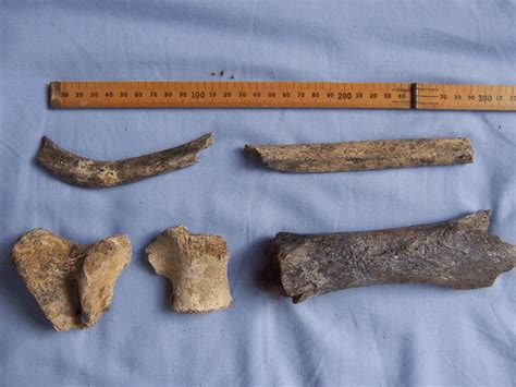Difference Between Fossil And Bone Online Emergencydentistry Com