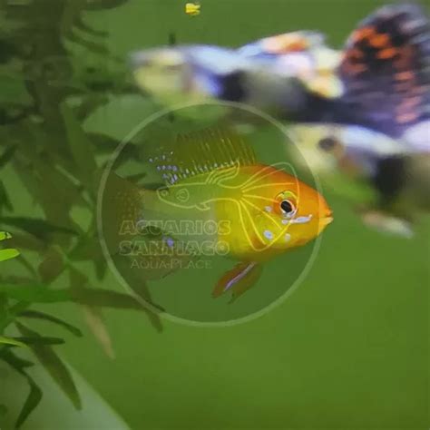 Pez Agua Tropical Ramirezi Golden Acuarios Santiago Spa Cuotas Sin Interés