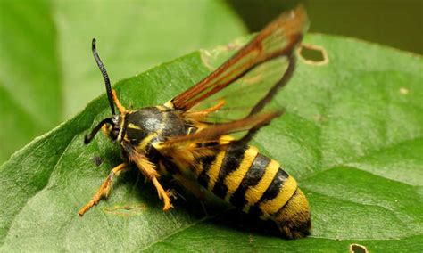 Raspberry Crown Borer Managing The Muncher Epic Gardening